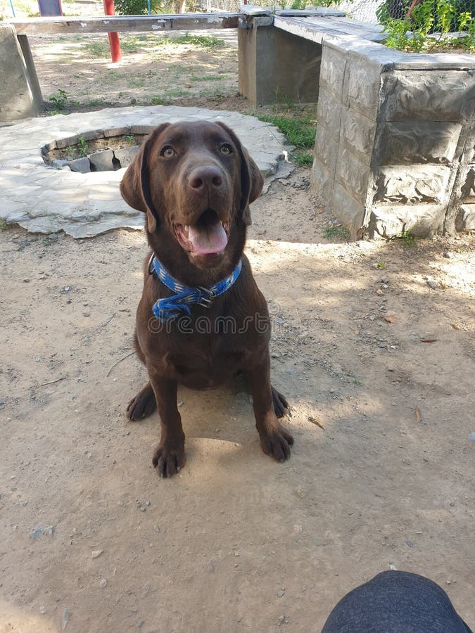 Labrador Retreiver, Stella stock image. Image of blue - 184430901