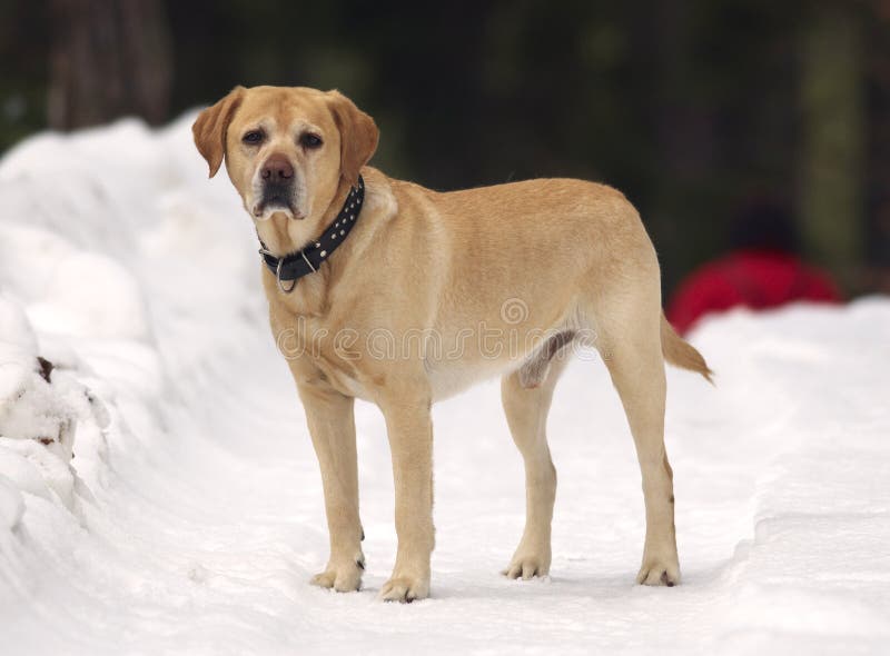 Labrador retriever stock photo. Image of portrait, wild - 13150240