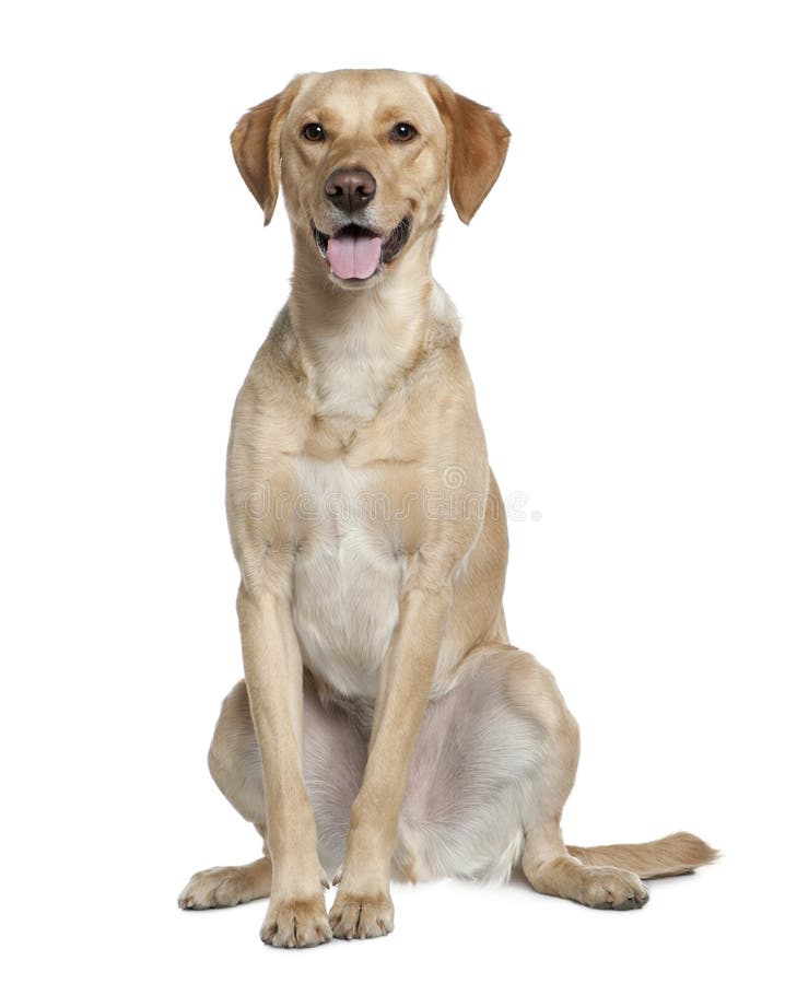 Labrador Retriever, 7 Months Old, Sitting Stock Photo - Image of copy ...