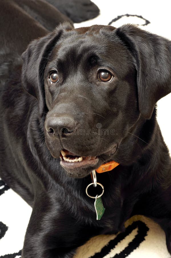 Labrador Retriever. stock image. Image of face, look - 21200905