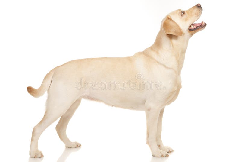 Side View of a Cute Labrador Retriever Puppy Looking Up Stock Photo ...