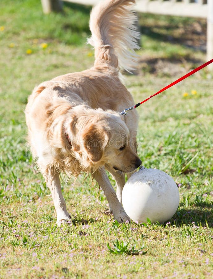 Angry Labrador stock image. Image of grass, canine, guard - 787135