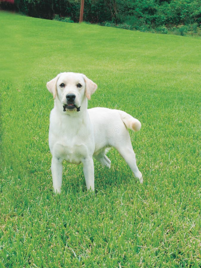 Labrador retriever stock photo. Image of yellow, puppy - 390612
