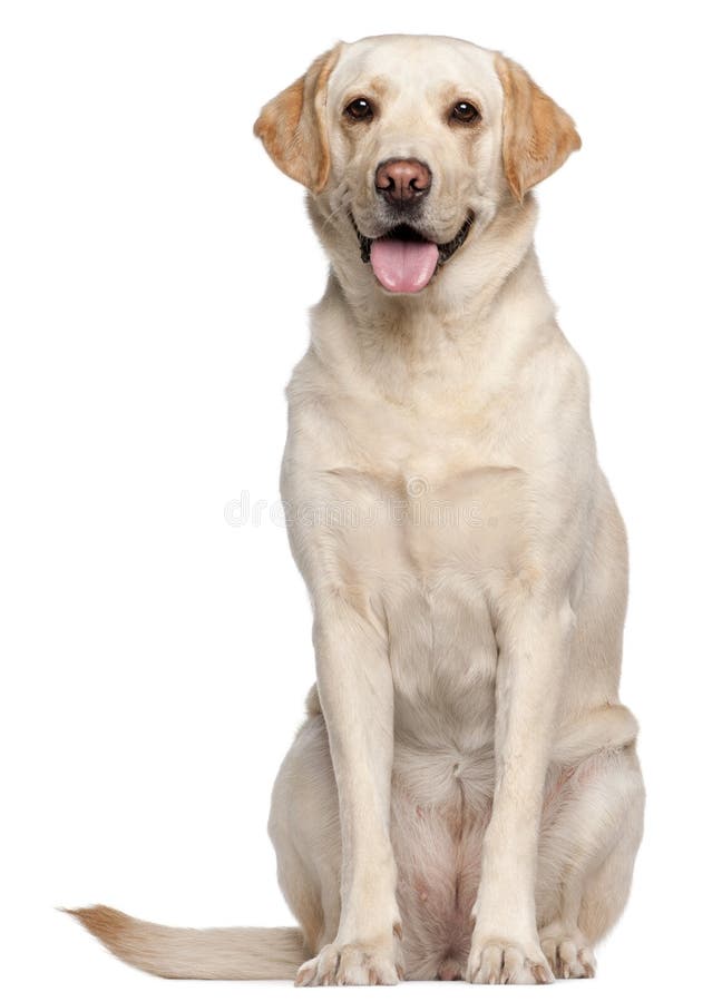 Labrador Retriever, 4 Years Old, Sitting Stock Photo - Image of ...
