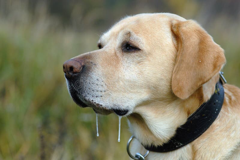 Labrador retriever stock photo. Image of face, retriever - 4373866