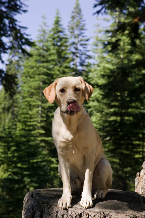 Labrador Retriever stock image. Image of white, pine, trees - 6510767