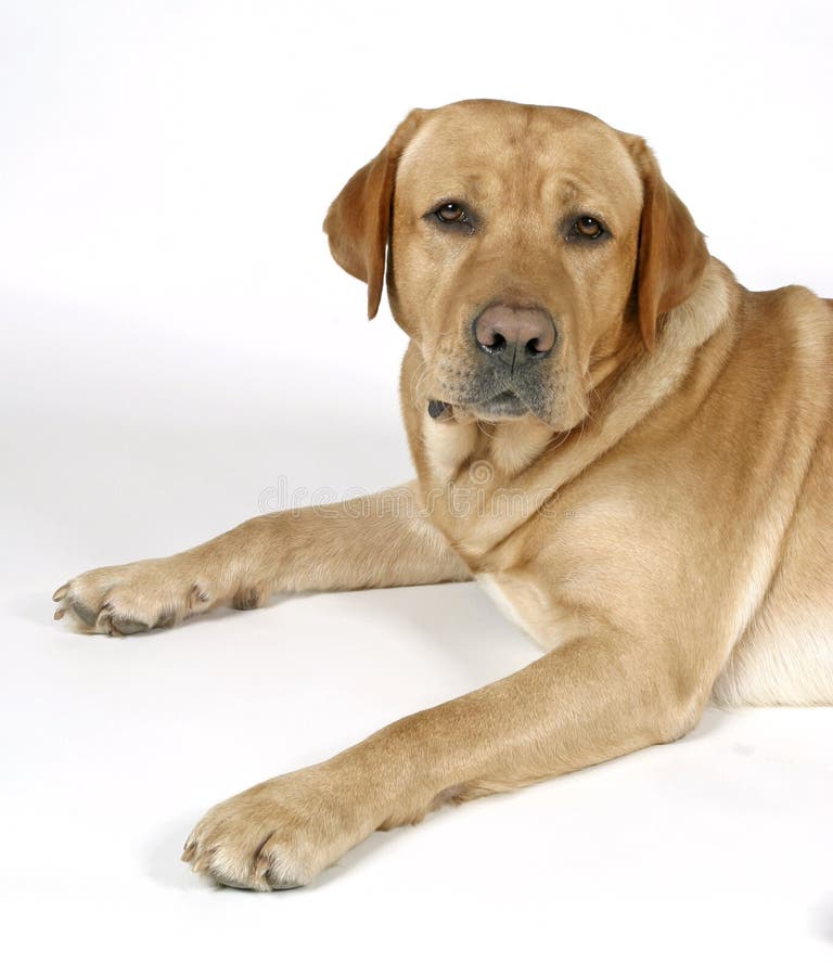 Golden Labrador Portrait stock image. Image of labrador - 26071743