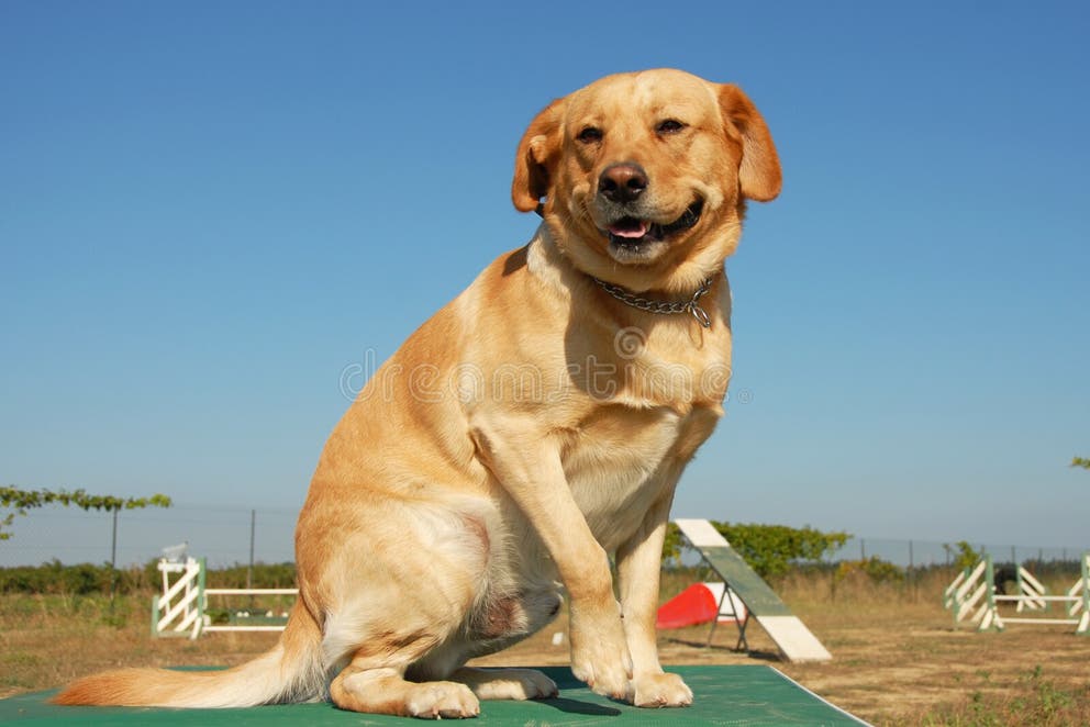 Labrador Retriever in Agility Stock Photo - Image of animal, sport ...