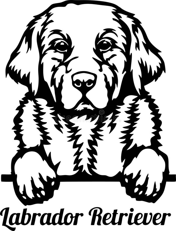 Labrador Retriever Asomando La Cabeza De Perro Aislado En Blanco ...