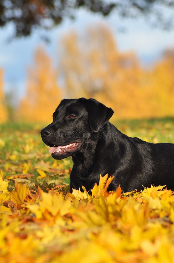 Labrador Retriever in the Autumn Stock Image - Image of autumn ...