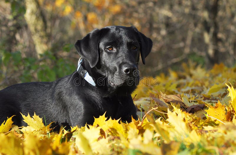 Labrador Retriever in the Autumn Stock Image - Image of snout, whiskers ...