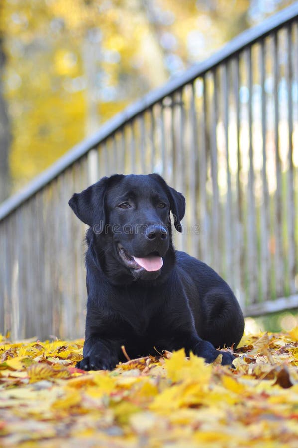 Labrador Retriever in the Autumn Stock Photo - Image of nature, black ...