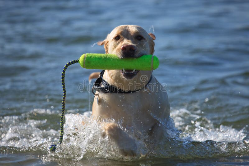 Labrador Retriever at the Beach Stock Image - Image of rope, labrador ...