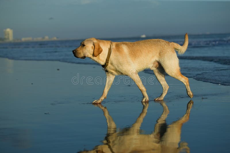 Labrador Retriever at the Beach Stock Image - Image of beach, playing ...