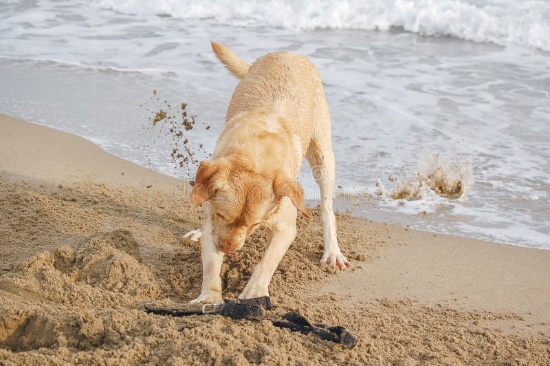 Labrador Retriever on the Beach Stock Image - Image of head, hole: 40797533