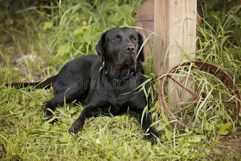 Labrador Retriever stock image. Image of black, outdoors - 53323817