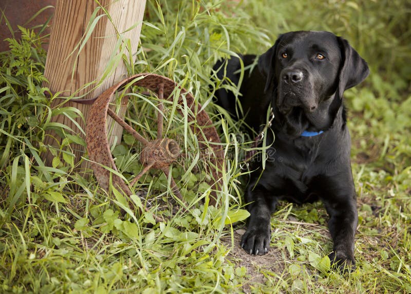 Labrador Retriever stock image. Image of weeds, canine - 53323839