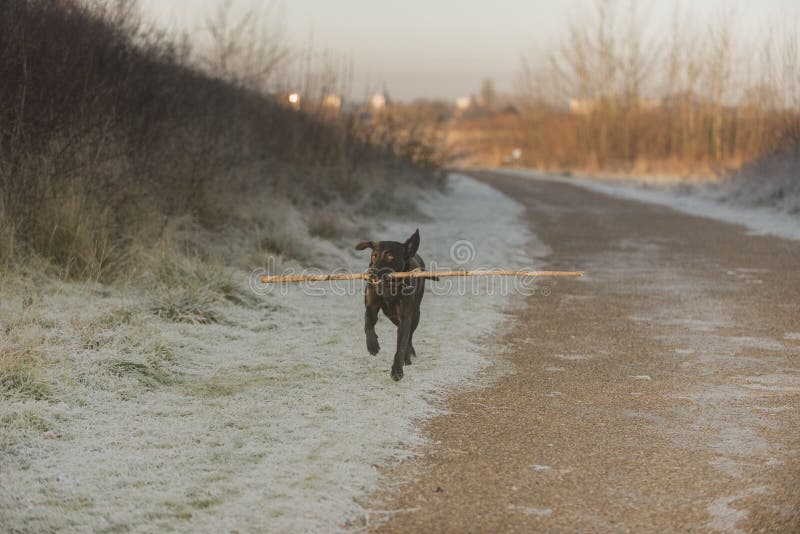 Labrador retriever stock photo. Image of mist, peace - 81841610