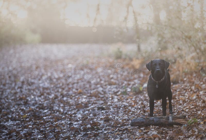 Labrador retriever stock image. Image of labrador, frozen - 82323187