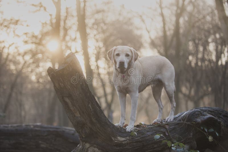 Labrador retriever stock photo. Image of christmas, frosty - 82323326