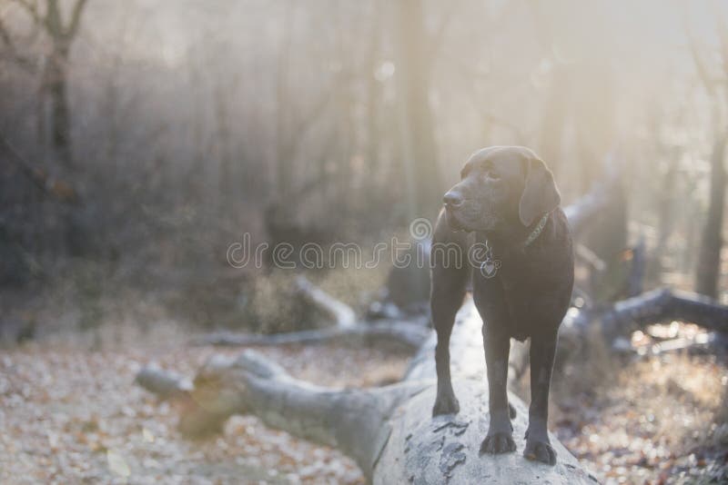 Labrador retriever stock photo. Image of frosty, color - 82323750