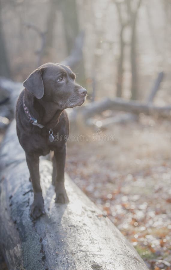 Labrador retriever stock photo. Image of autumn, ocean - 82323778