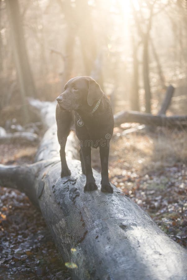 Labrador retriever stock image. Image of january, crisp - 82323807