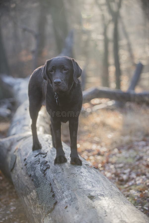 Labrador retriever stock photo. Image of quiet, cold - 82324028