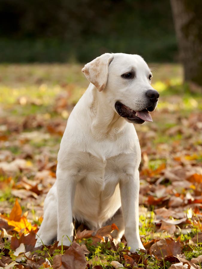 Labrador Retriever stock photo. Image of nature, pedigree - 36207992