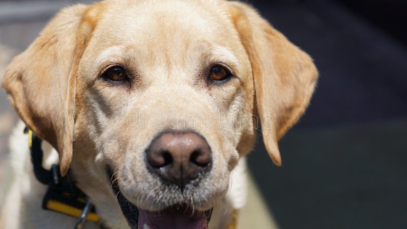 Blonde Labrador With A Gold-tinged Dog, On A Home Background. Stock ...