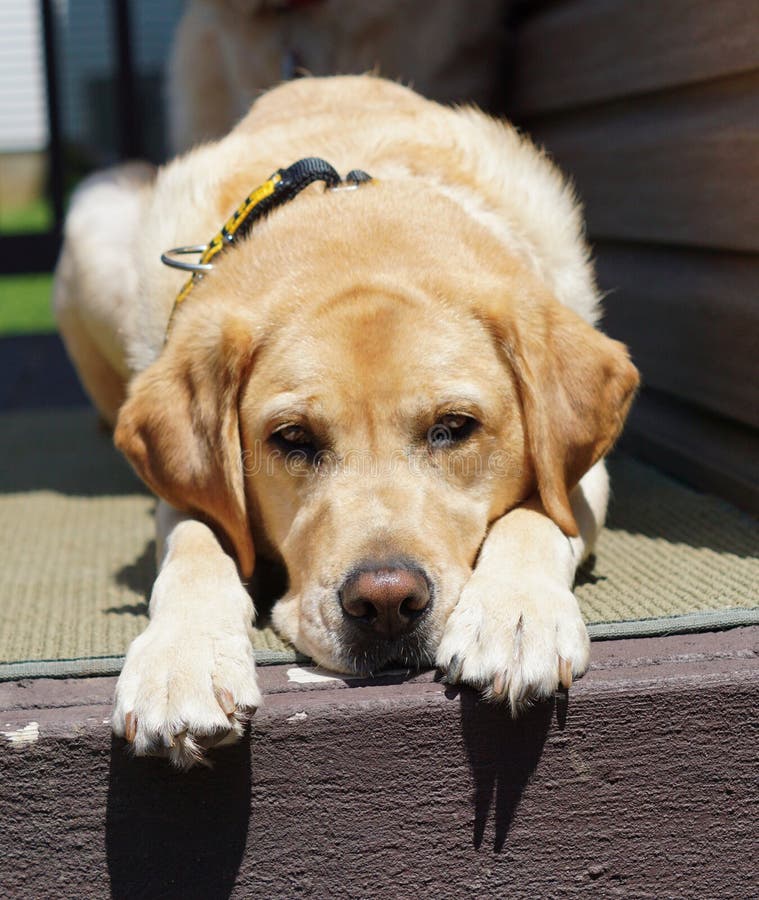 Labrador Retriever stock image. Image of labrador, lazy - 63685363