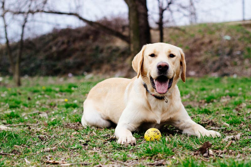 Filhote De Cachorro Bonito Do Retriever De Labrador Foto de Stock ...