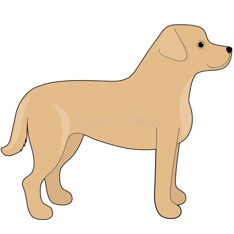 Dog Skeleton Veterinary Vector Illustration Stock Vector - Illustration ...