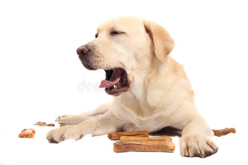 748 Chewing Bones Stock Photos - Free & Royalty-Free Stock Photos from ...