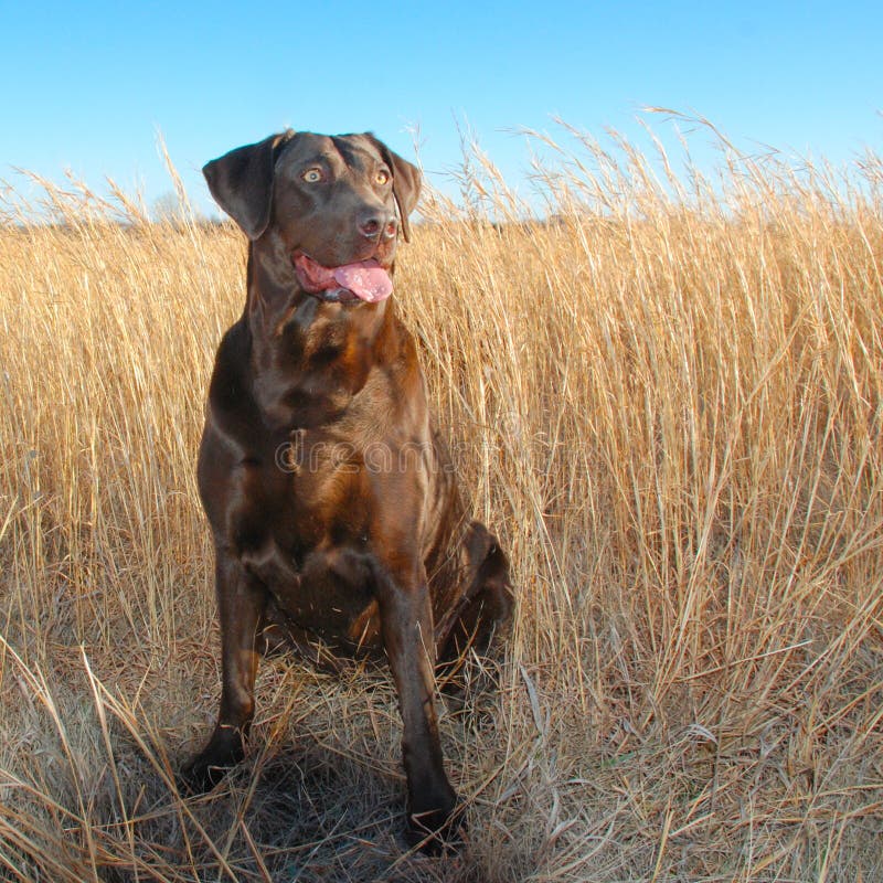 Labrador retriever stock photo. Image of dark, hunting - 46436412