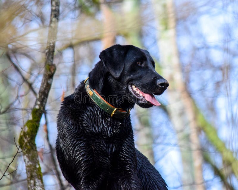 Beautiful Black Lab dog stock image. Image of retriever - 330189401