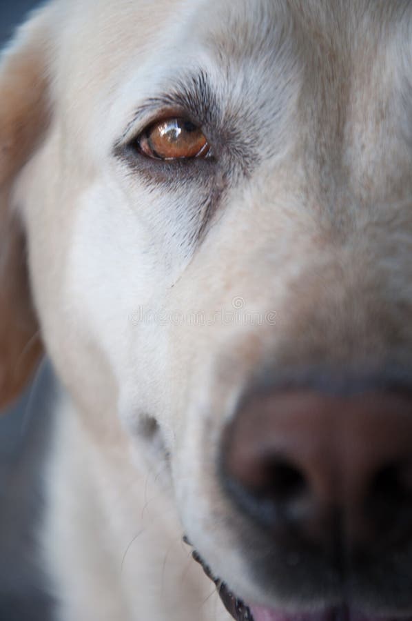 Labrador retriever stock image. Image of facial, face - 95743433