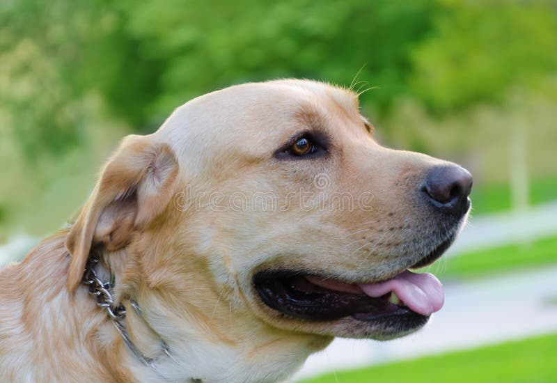 Labrador Retriever Close Up Stock Image - Image of nose, retriever ...