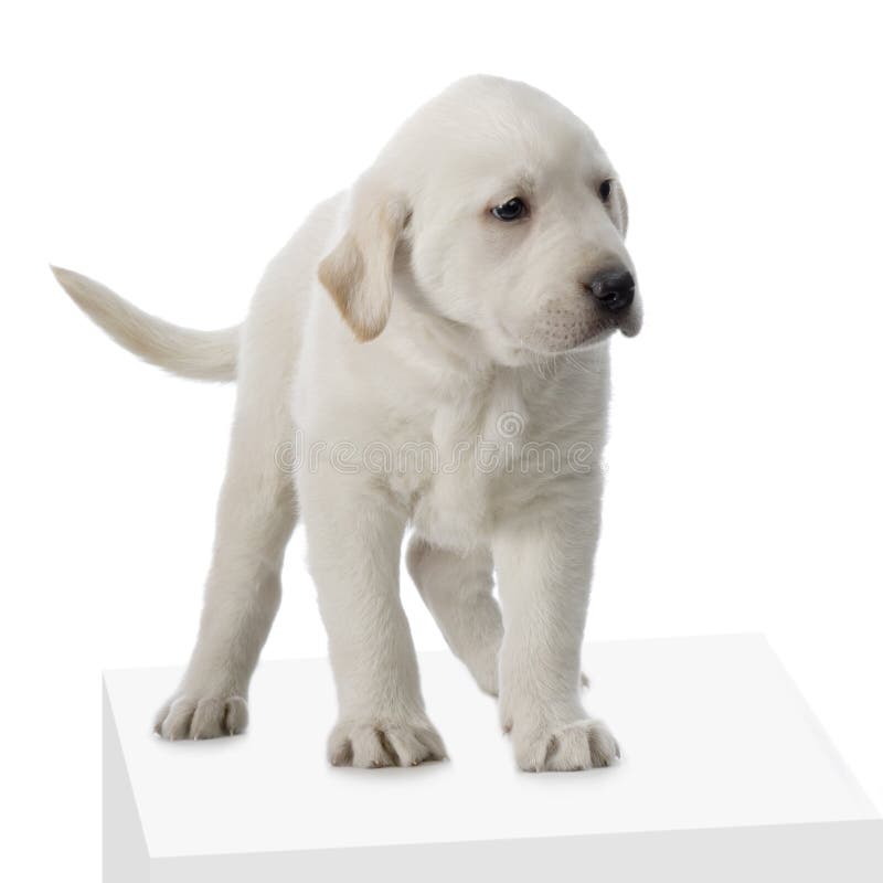 Marley the Labrador stock image. Image of yellow, labrador - 636773