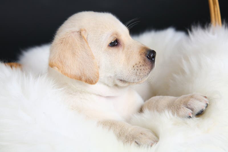 Labrador Retriever Cream Puppy Stock Image - Image of baby, animals ...