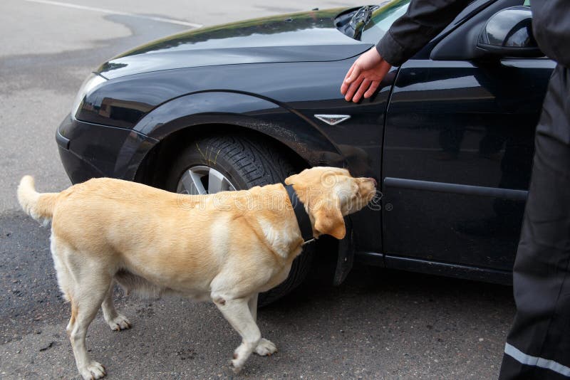 Labrador Retriever Customs Dog Stock Photo - Image of handler, smelling ...