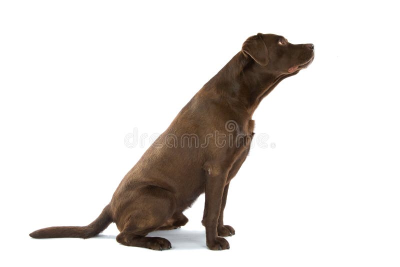 Dogs back stock photo. Image of mammal, white, view, retriever - 41281258