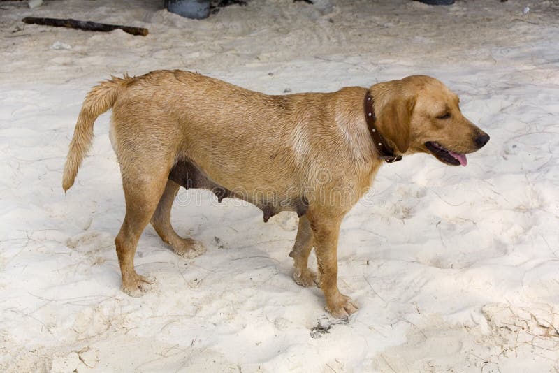 Labrador Retriever dog stock image. Image of side, retriever - 1581999
