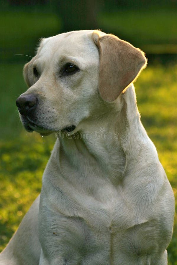 Proud Labrador Retriever stock photo. Image of young - 12970588
