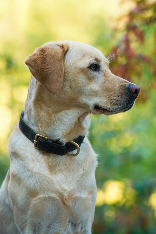 Labrador Dog Sitting in Autumn Meadow Stock Image - Image of looking ...