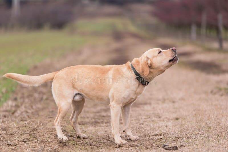 466 Angry Labrador Stock Photos - Free & Royalty-Free Stock Photos from ...