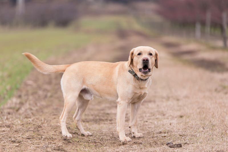 466 Angry Labrador Stock Photos - Free & Royalty-Free Stock Photos from ...