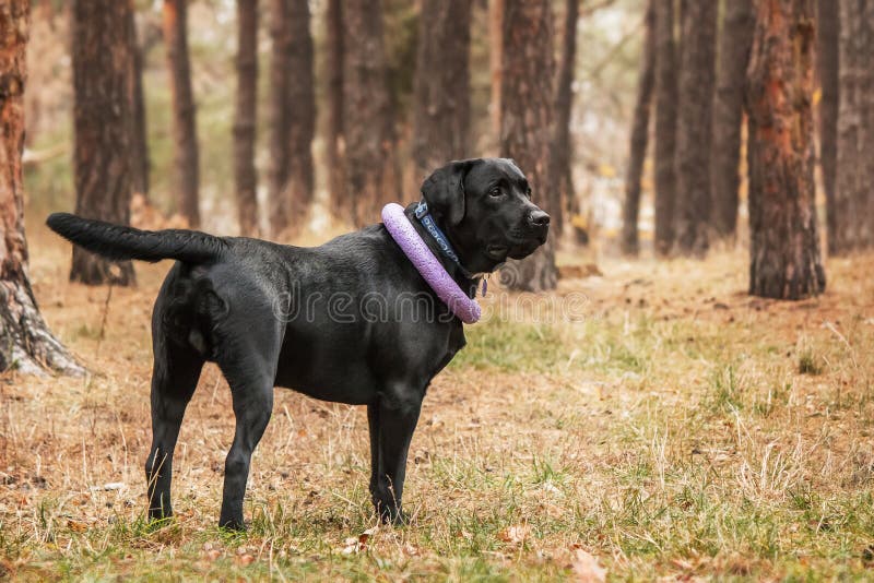 Labrador Retriever Dog Breed on the Field. Dog Running on the Green ...