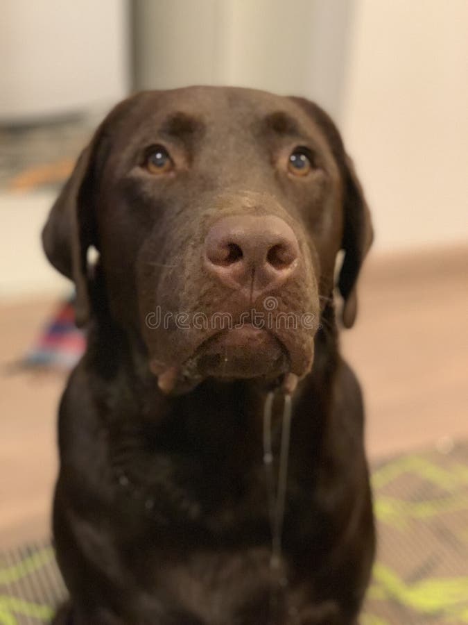 2,713 Chocolate Lab Puppy Stock Photos - Free & Royalty-Free Stock ...
