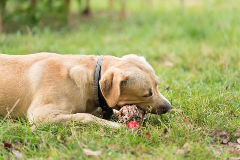 Labrador Retriever Dog Eating Stock Image - Image of nutrition, animal ...